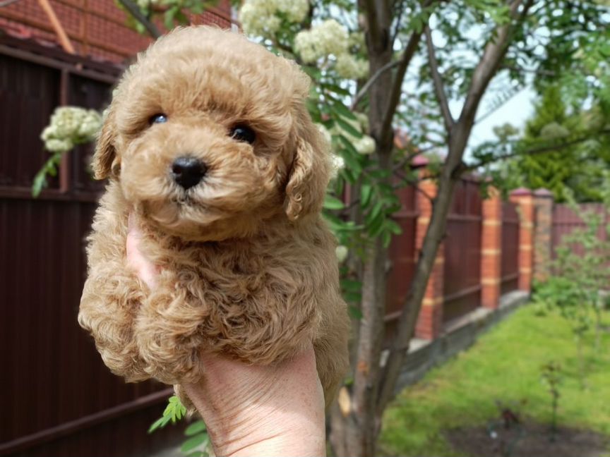 Душечка-девчушечка