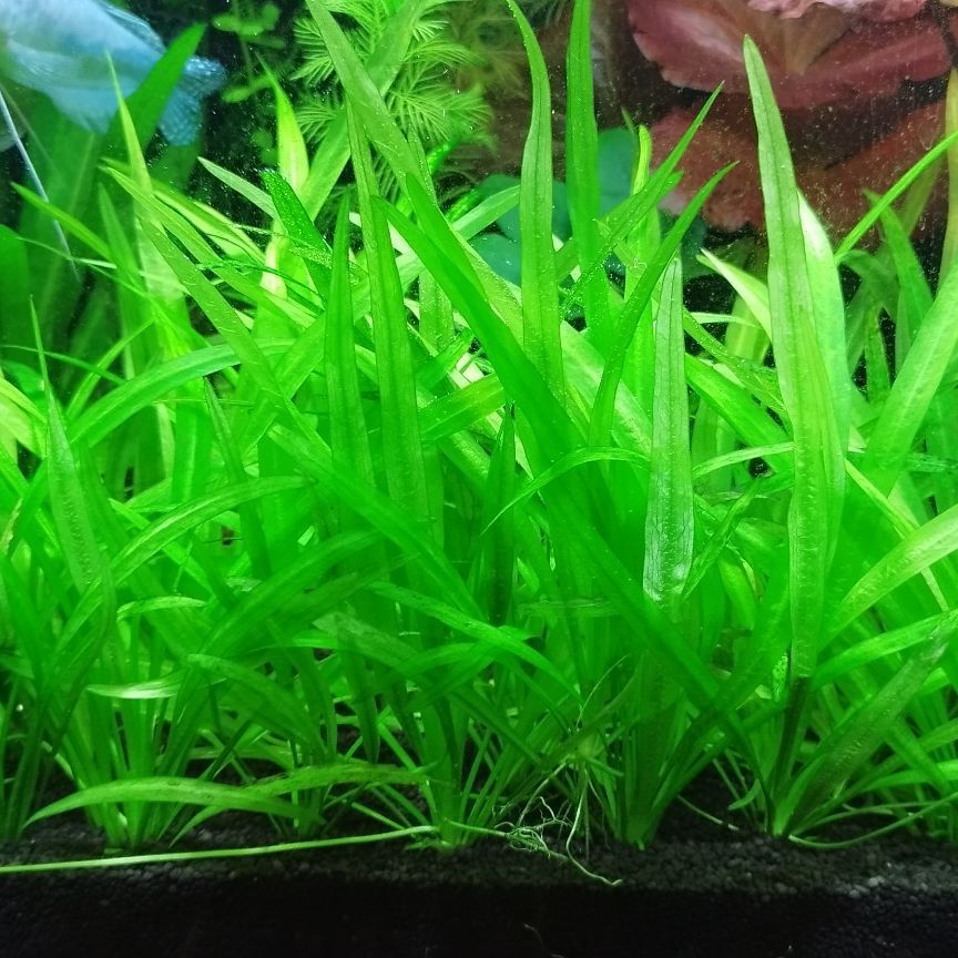 Аквариумное растение