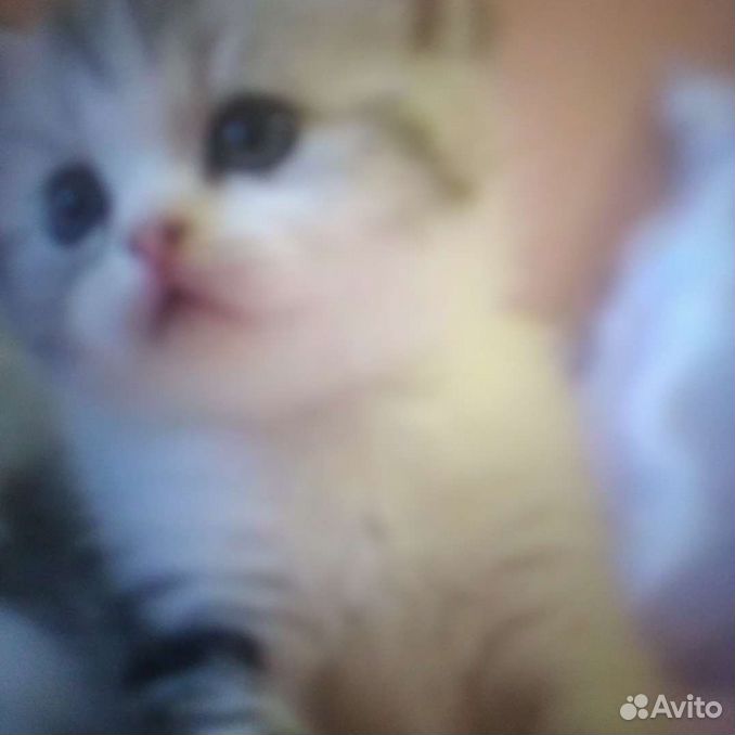 Котята шотлы