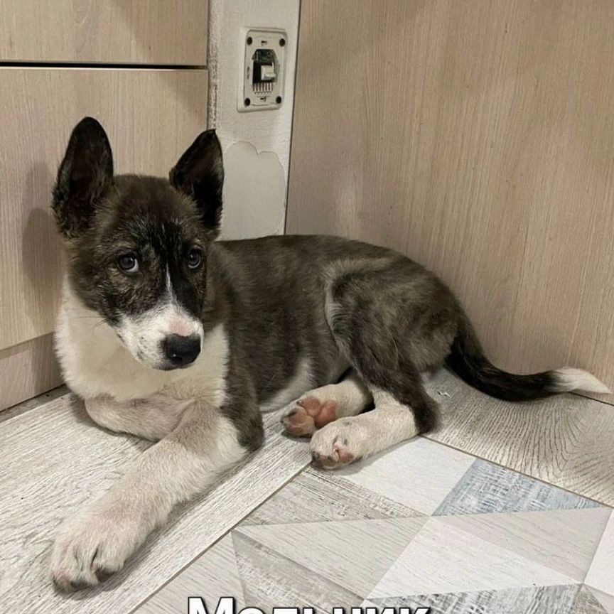Щенки ищут дом