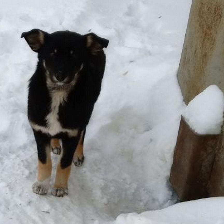 Щенок в добрые руки