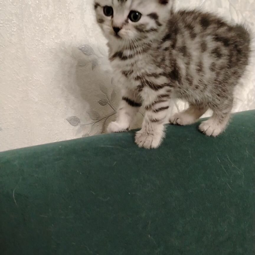 Шотландская