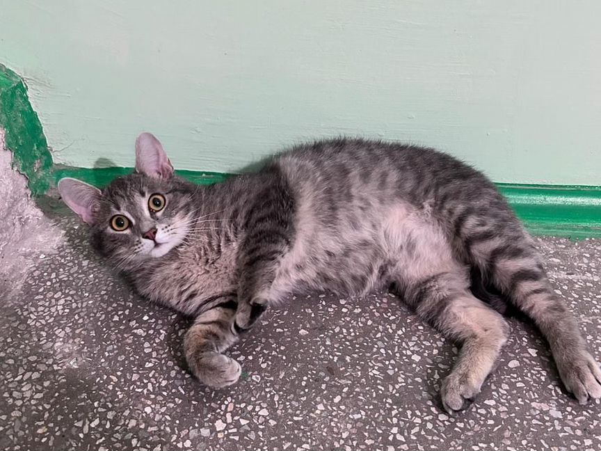 Беспризорный котик