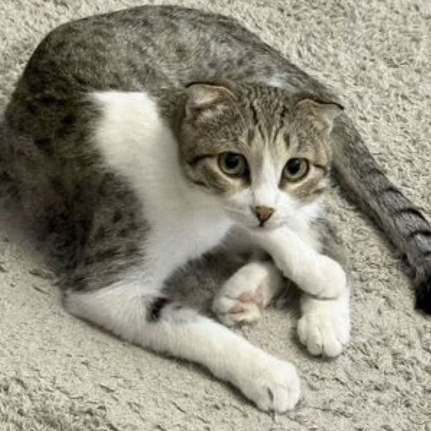 Взрослая кошка от частного владельца