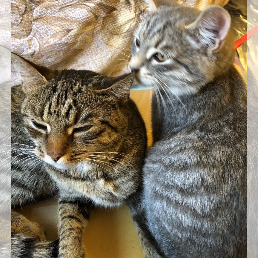Кошечкина семья в надежные руки