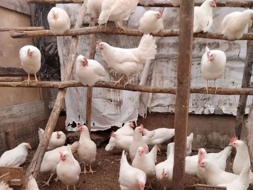 Куры несушки белой яйценоской породы