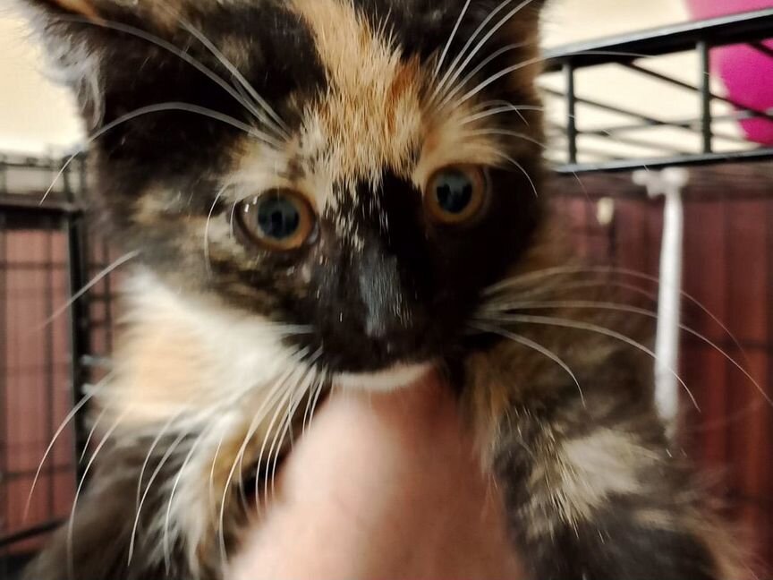 Трех цветная лапуська