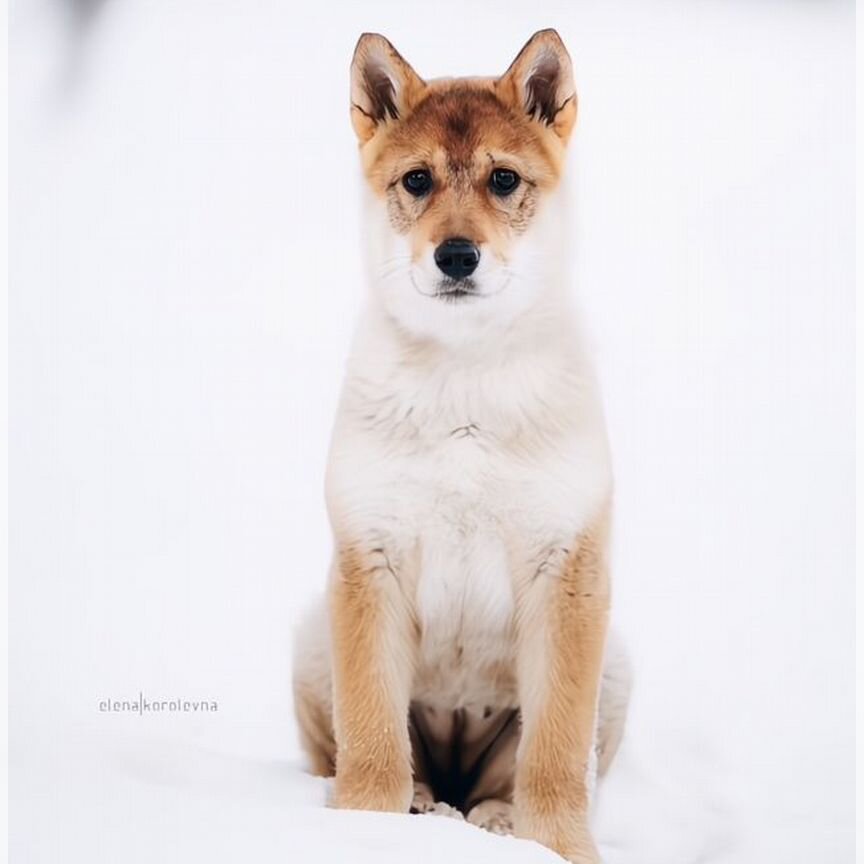 Западносибирская лайка, щенок