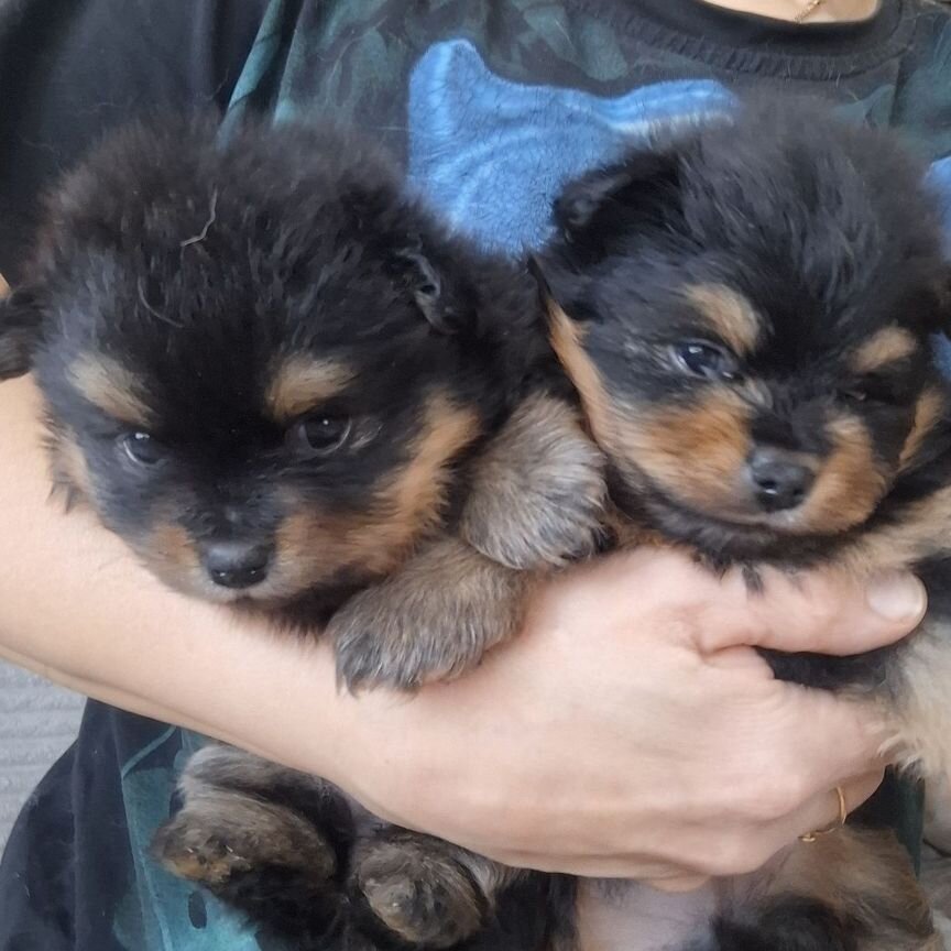 Померанский шпиц, щенок