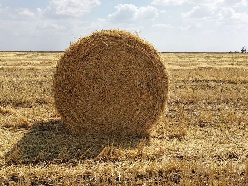 Солома ржаная