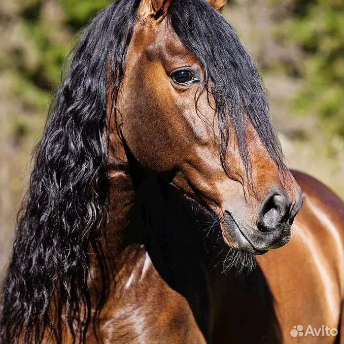 Купл ю лошадь