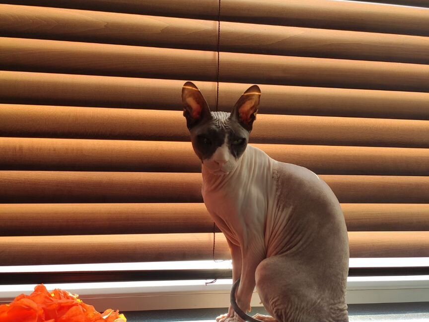 Сфинкс украинский левкой девочка