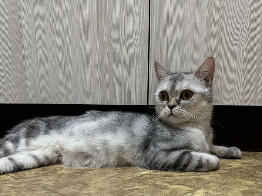 Шотландская кошка