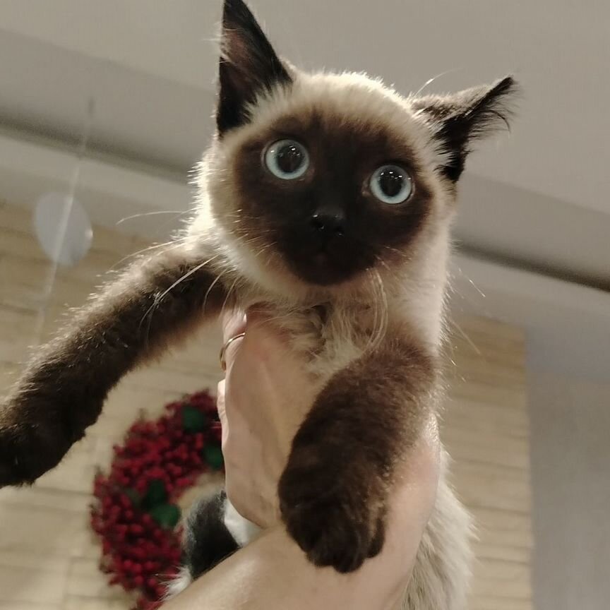 Котёнок в добрые руки