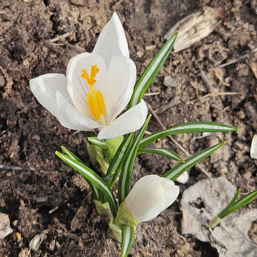 Пчелы с ульями пермь