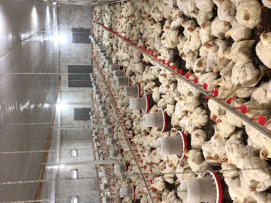 Куры бройлеры живым весом по кбр