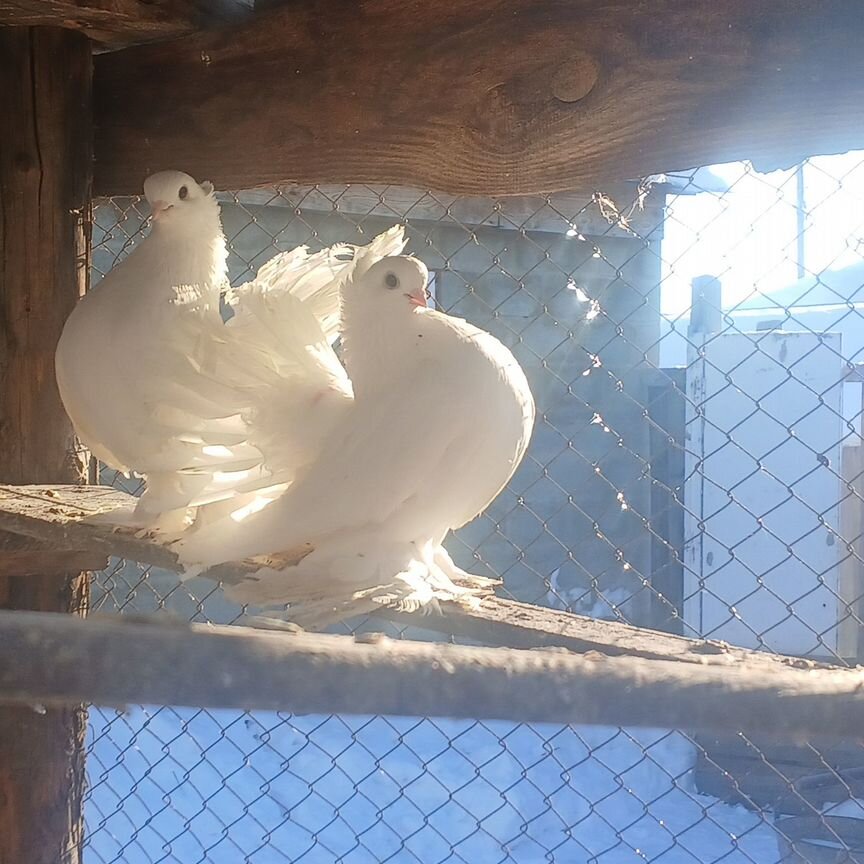 Продажа голубей