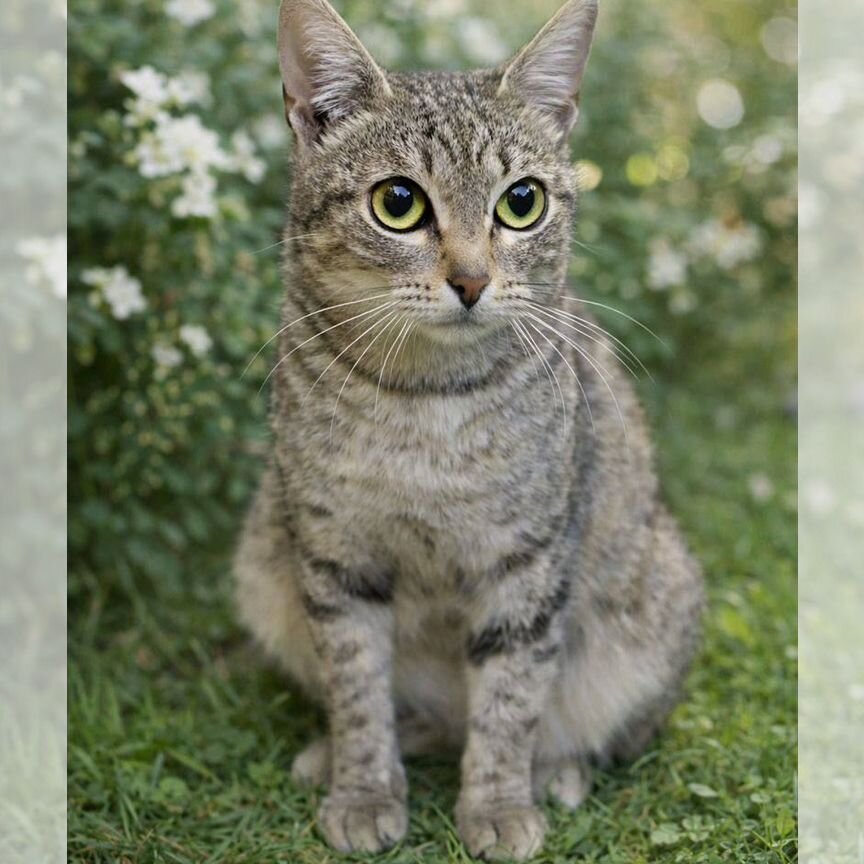 Взрослая, кошка в добрые руки