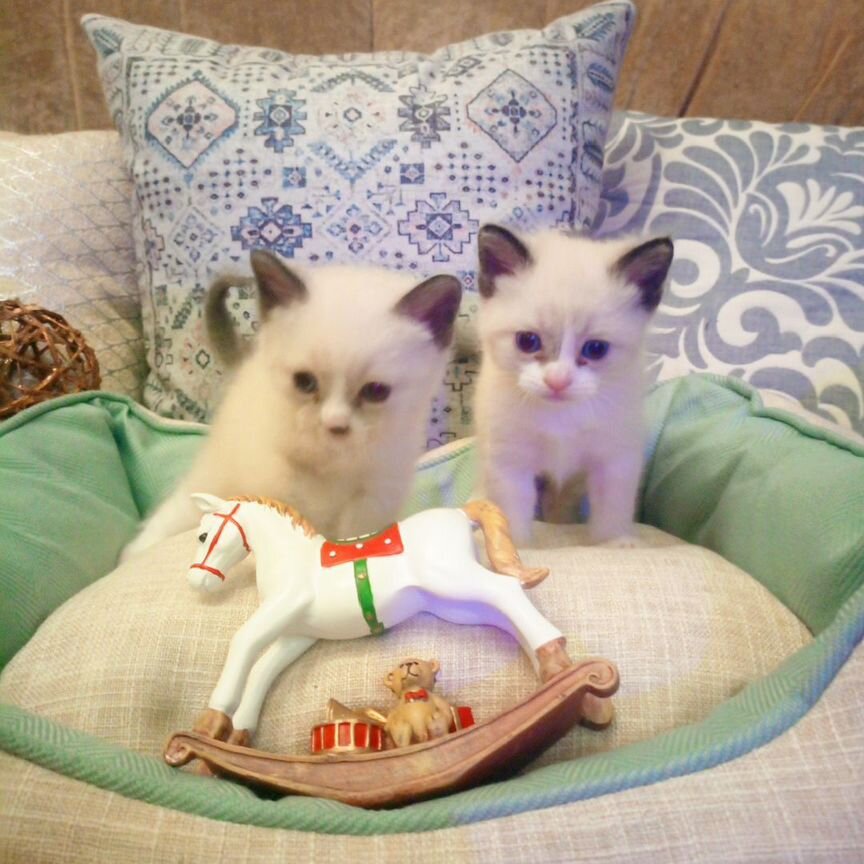 Котята породы Сноу шу