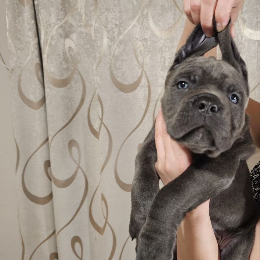 Щенки Итальянского Кане Корсо