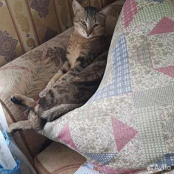 Котик Толик