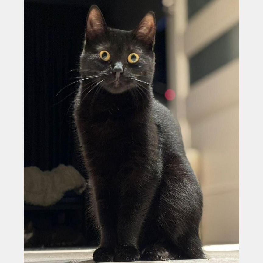 Молоденькая кошечка