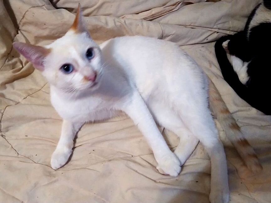 Молодой котик