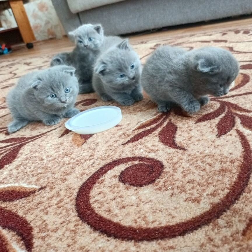 Плюшевые котята