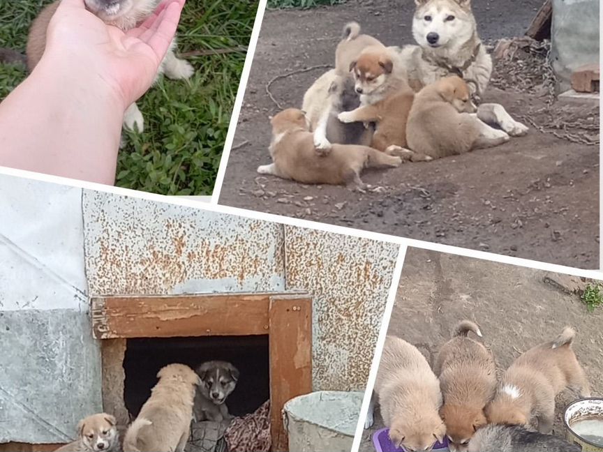 Собака в добрые руки