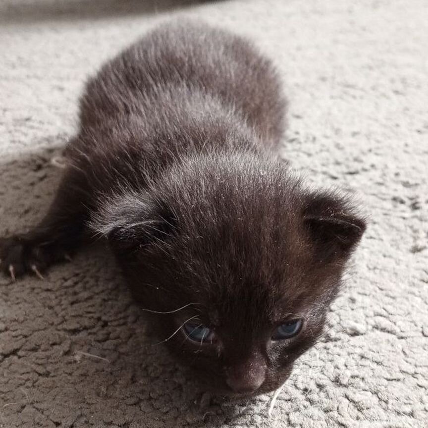 Котята в добрые руки бесплатно мальчик и девочка