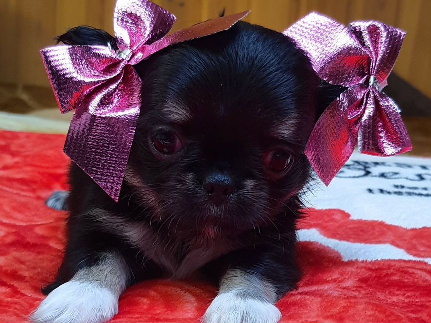 Щенки чихуахуа мини девочка длинношерстная