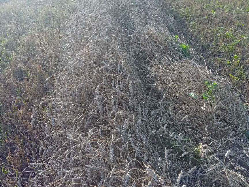 Зерно пшеница