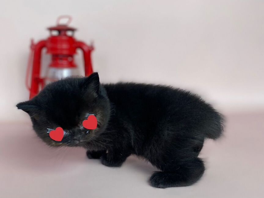 Британские котята