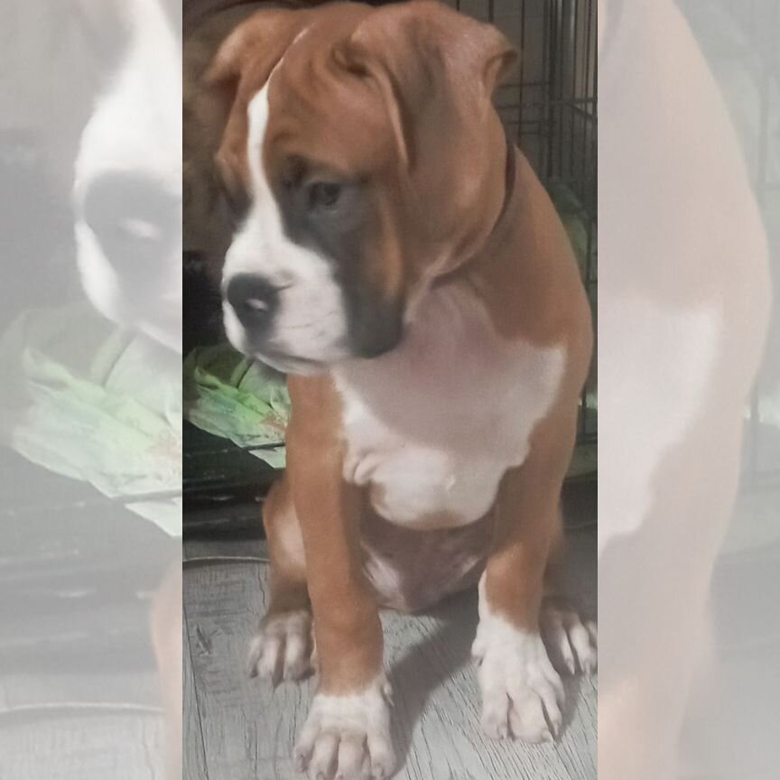 Щенки немецкого боксера