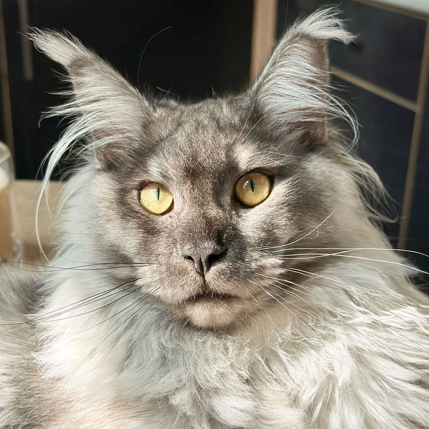 Потерялся кот