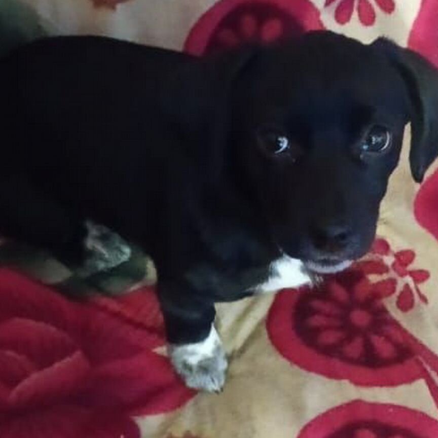 Щенок в добрые руки