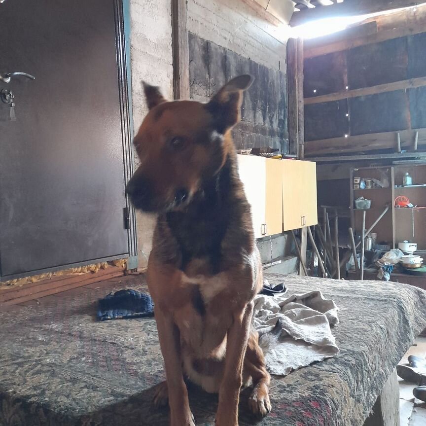 Добрый и умный пёс Жека