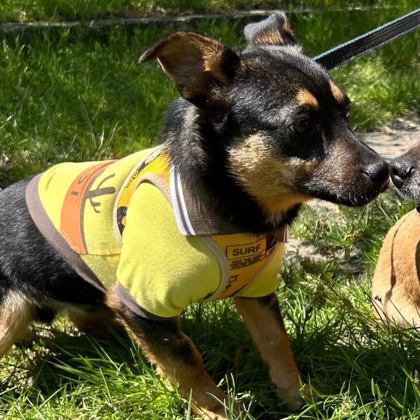 Щенок в добрые руки