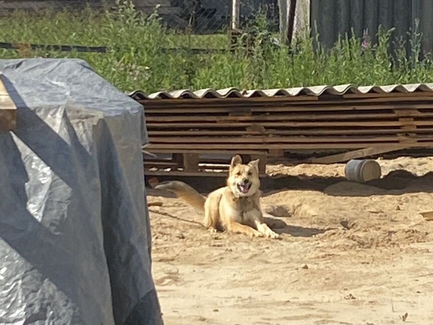 Отдам собаку в добрые руки лайка