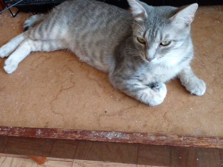 Кошечка Маруся ищет дом