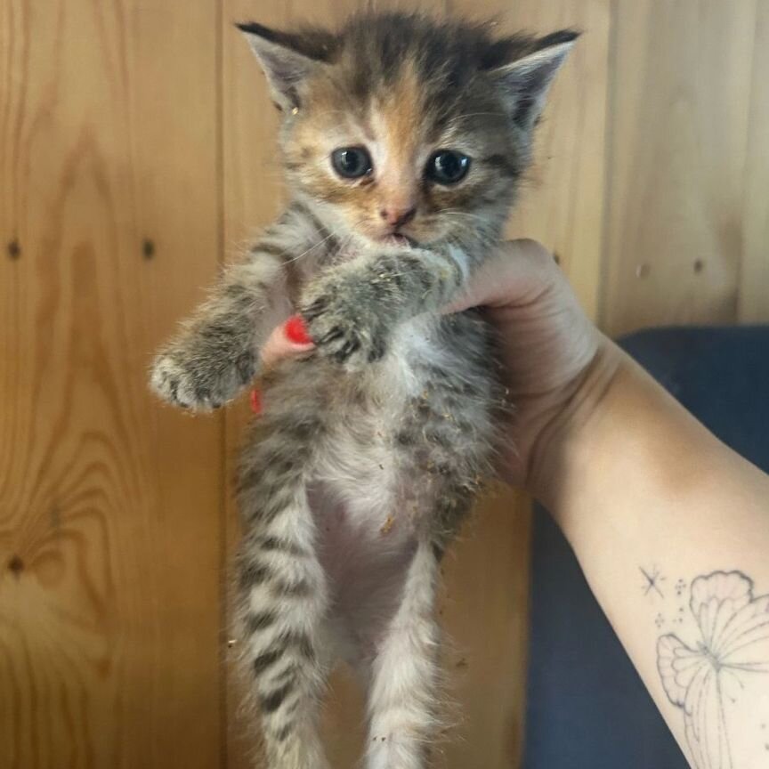 Котёнок в добрые руки