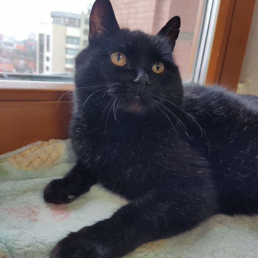 Василиса в поисках дома