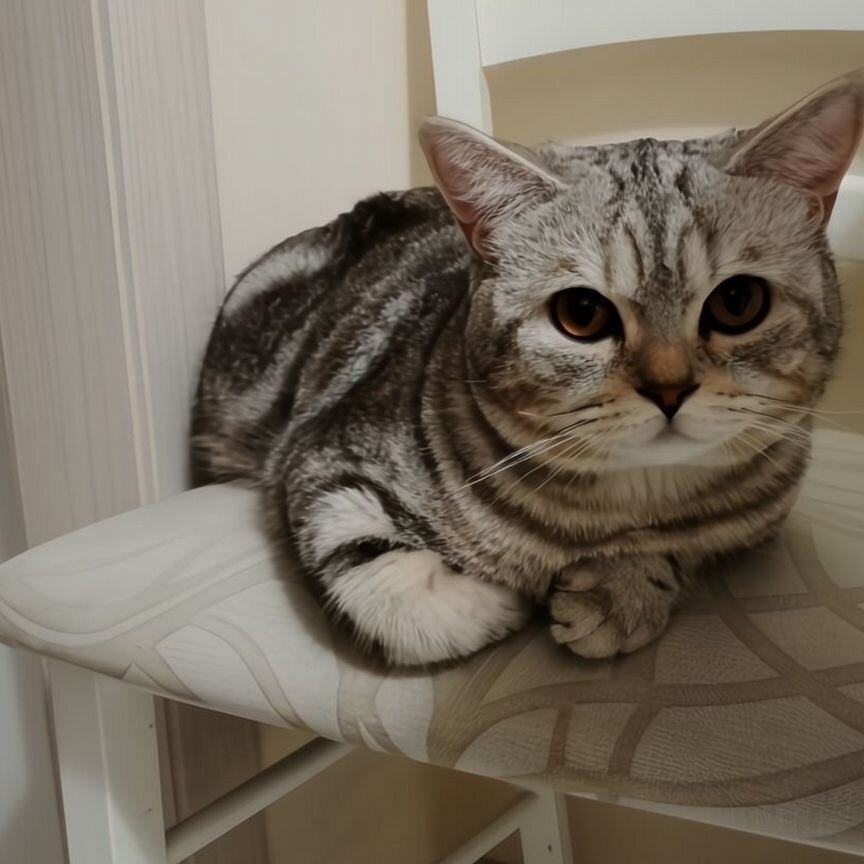 Шотландский прямоухий длинношёрстный, взрослый кот