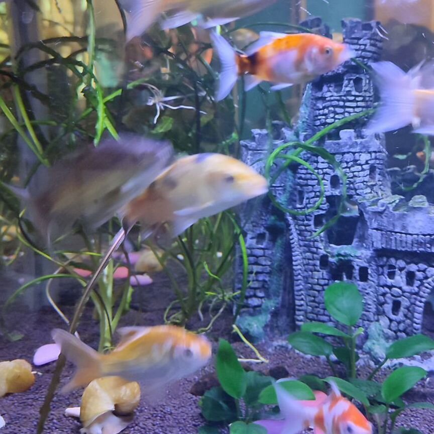 Золотая рыбка