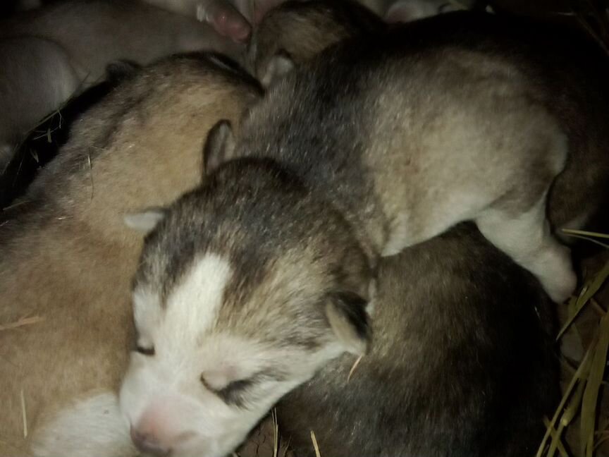 Щенки хаски бесплатно