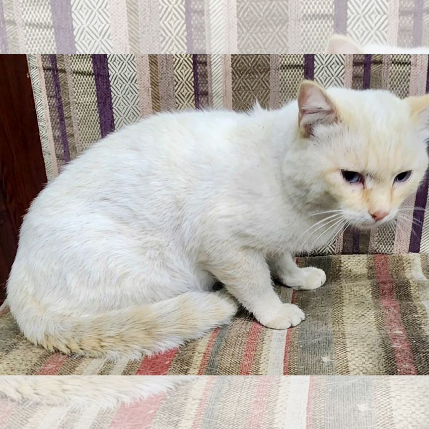 Ну очень красивый кот в добрые руки