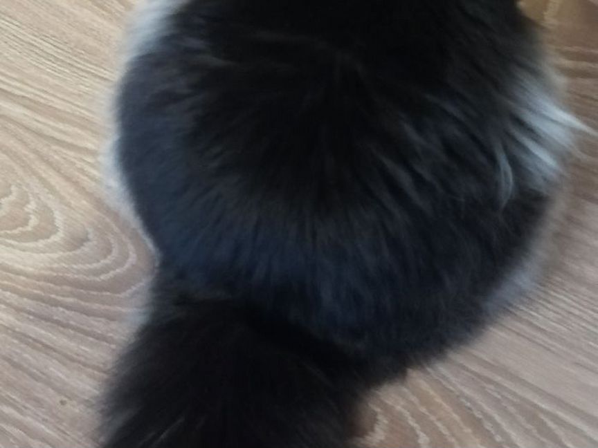 Шотландский кот 8 месяцев