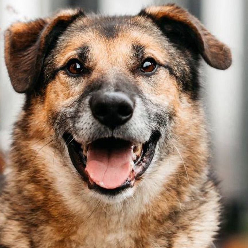 Взрослый пёс в добрые руки