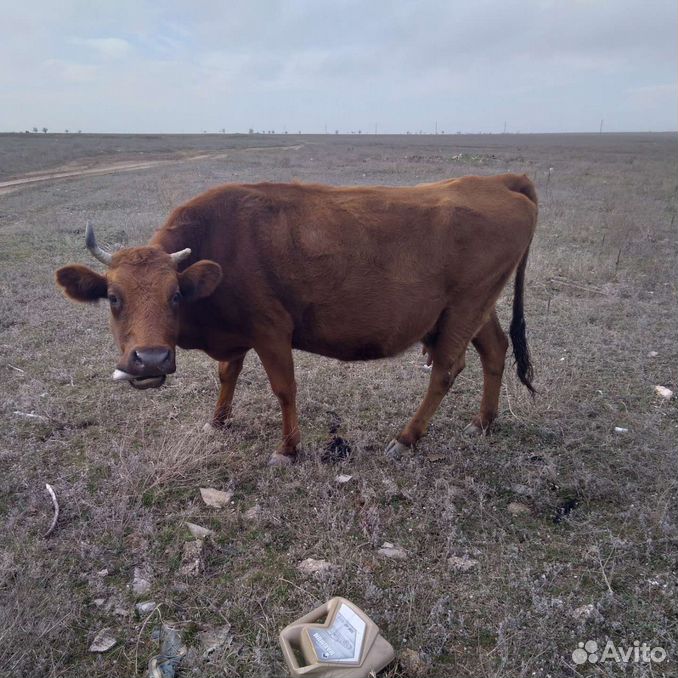 Продам коров