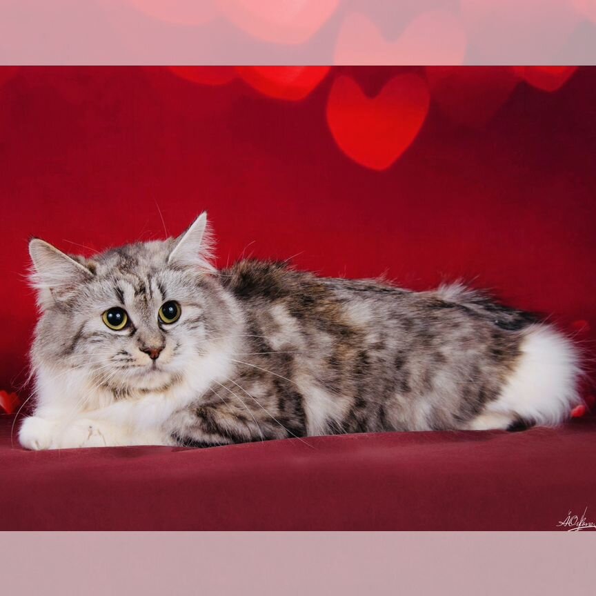 Кошечка курильского ботейла